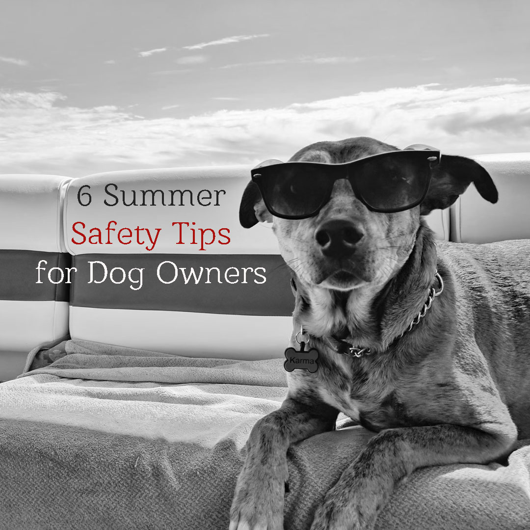6 Important Summer Safety Tips For Dog Owners Animal Emergency Of Mokena 6 Important Summer Safety Tips For Dog Owners Animal Emergency Of Mokena