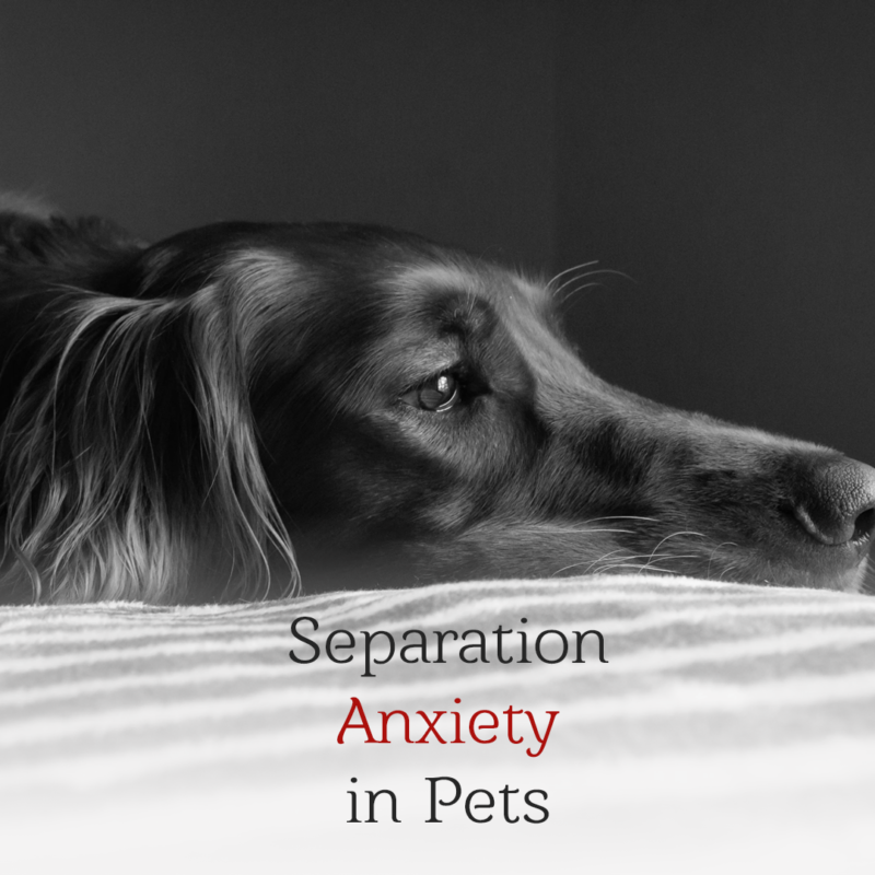 Is Your Pet Experiencing Separation Anxiety? How to Address It – Animal ...
